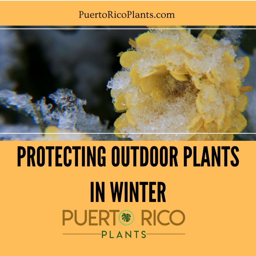pr-plants, Author at PuertoRico Plants